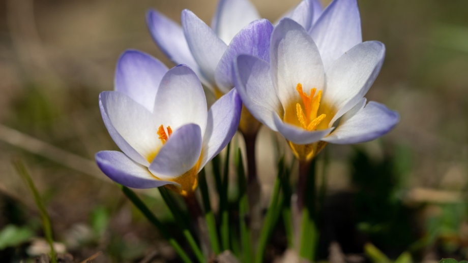 Plant These 15 Bulbs in October for a Beautiful Spring Garden