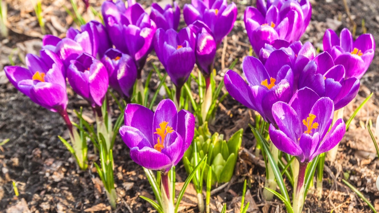 21 Longest-Flowering Bulbs to Plant This Season