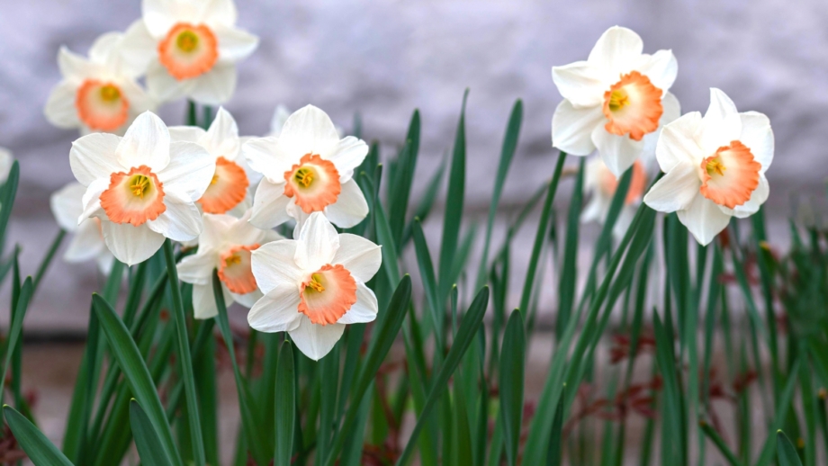 Plant These 15 Bulbs in October for a Beautiful Spring Garden