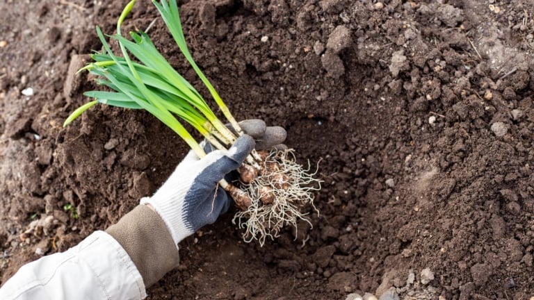 When and How to Prune Daffodils After Blooming
