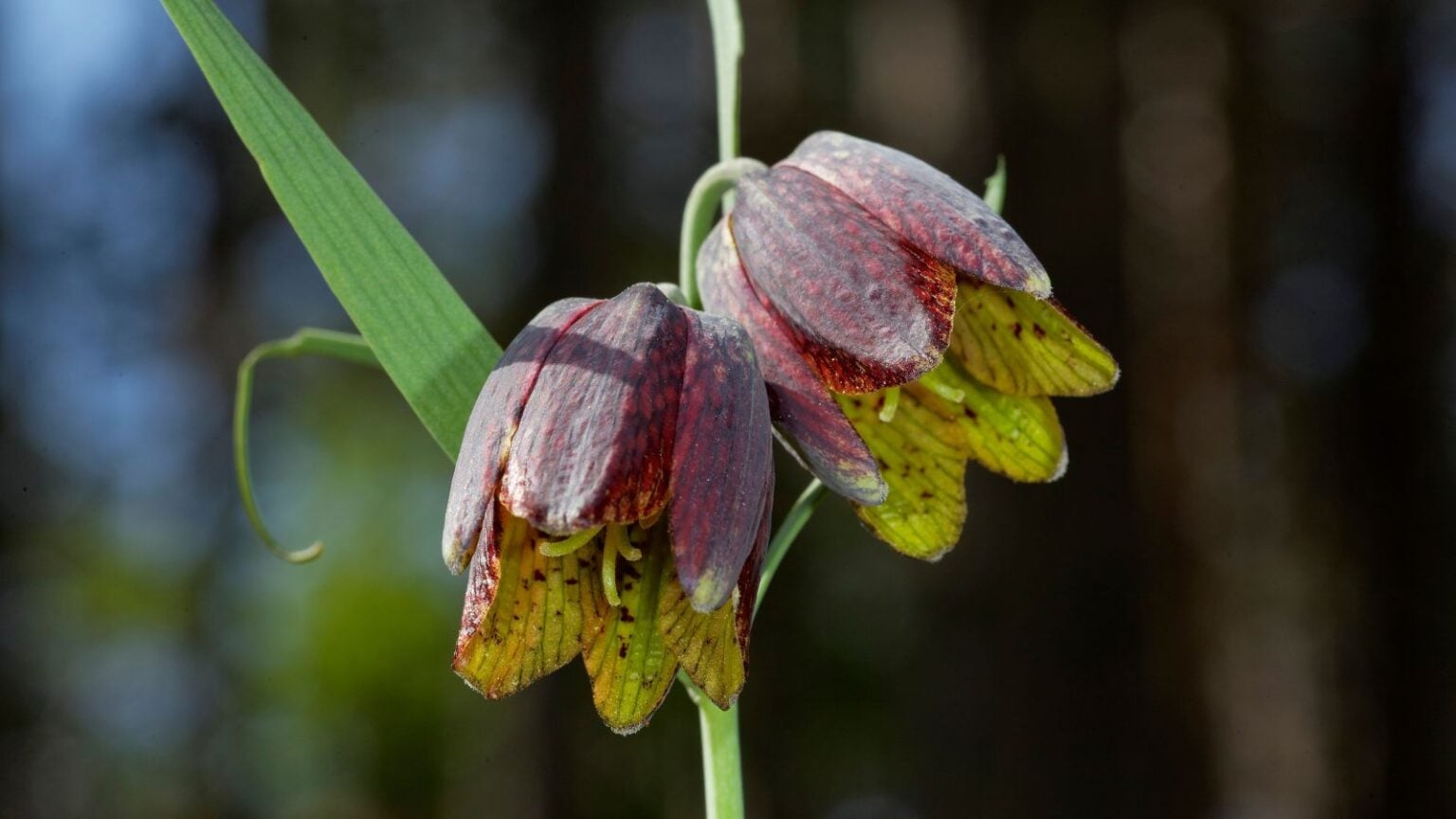 How to Plant, Grow, and Care for Fritillaria Flowers