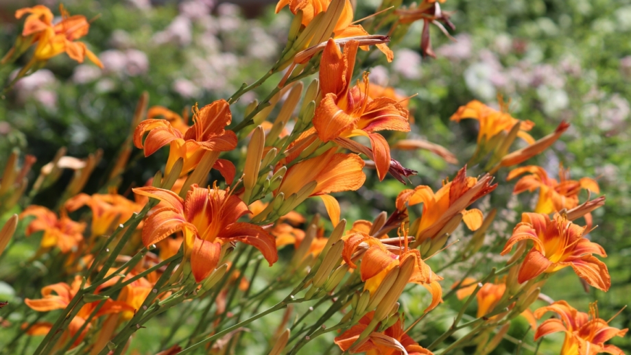 13 Plants You Should Prune in the Fall, and 13 You Should Leave For Spring