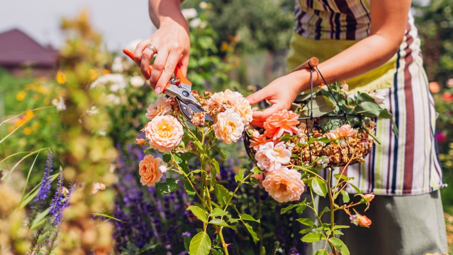 Stem Dieback in Roses: Identification and Treatment
