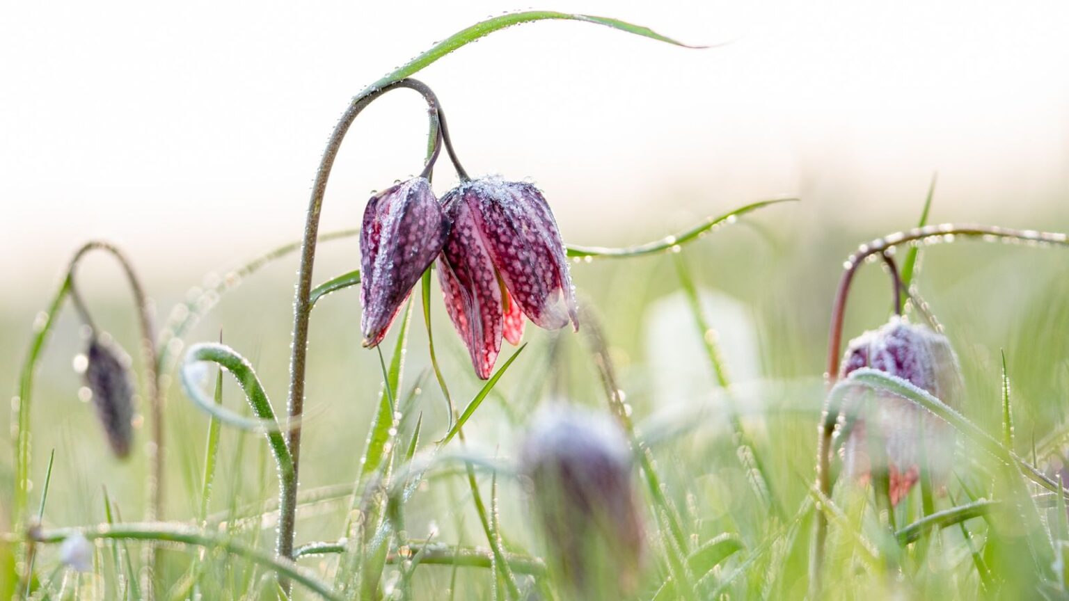How to Plant, Grow, and Care for Fritillaria Flowers