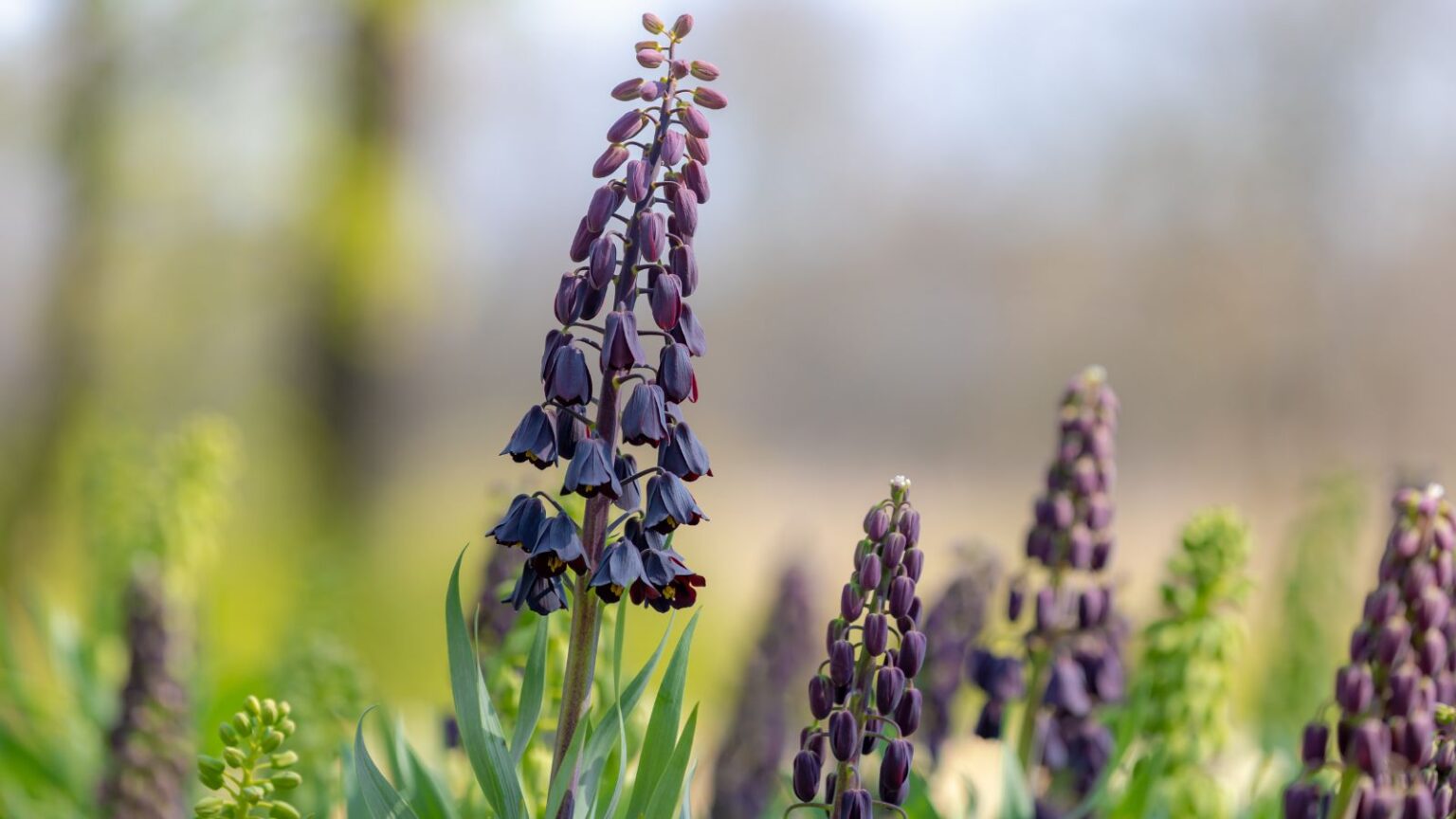How to Plant, Grow, and Care for Fritillaria Flowers