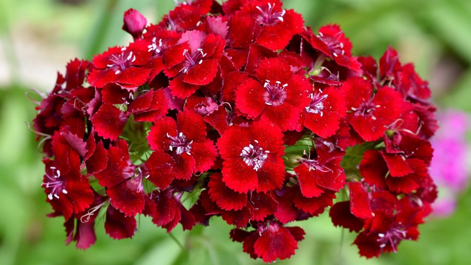 15 Beautiful Carnation Varieties for Your Garden