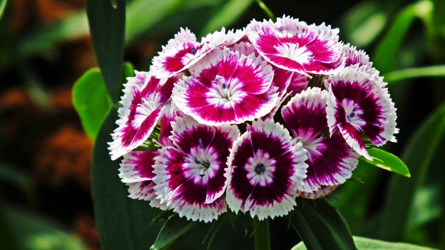 How to Plant, Grow, and Care for Dianthus