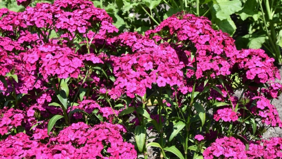 15 Beautiful Carnation Varieties for Your Garden