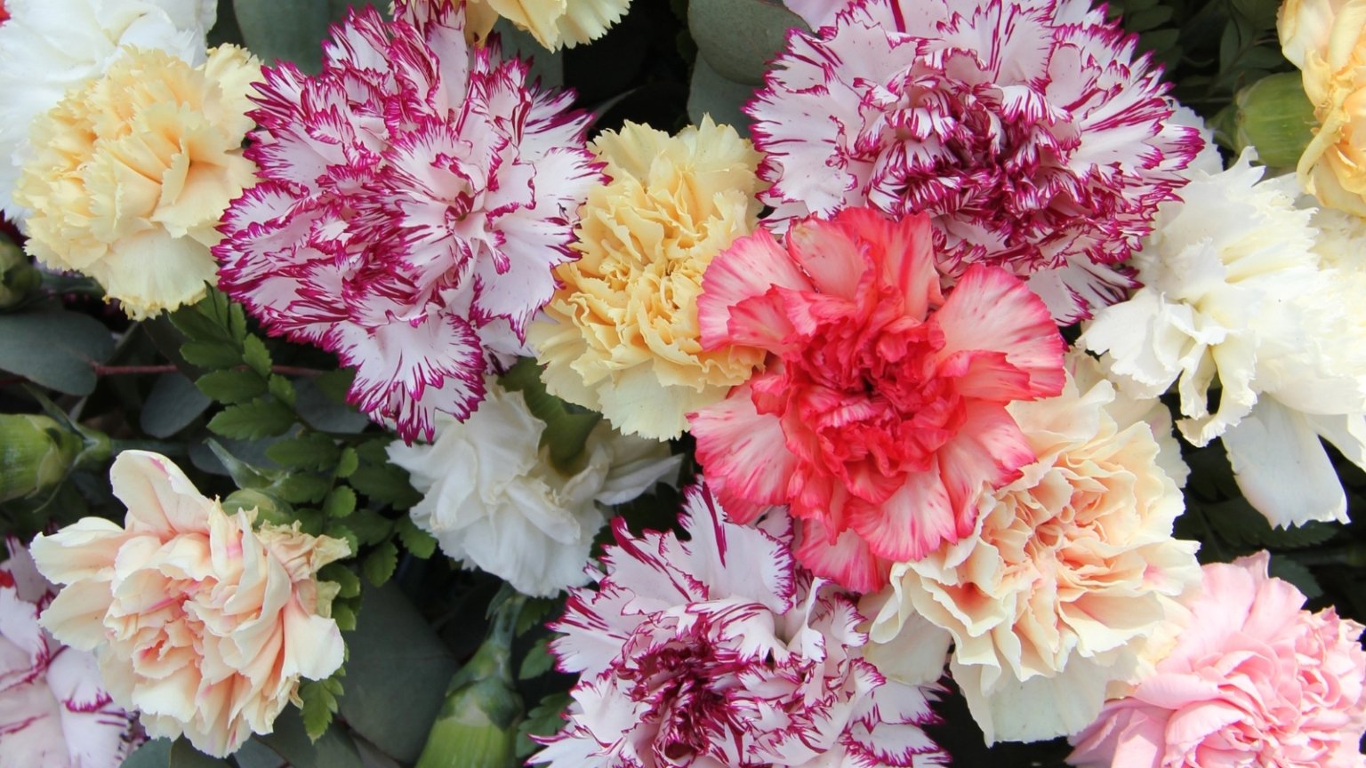 15 Beautiful Carnation Varieties for Your Garden