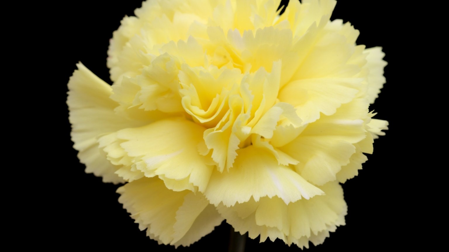 15 Beautiful Carnation Varieties for Your Garden