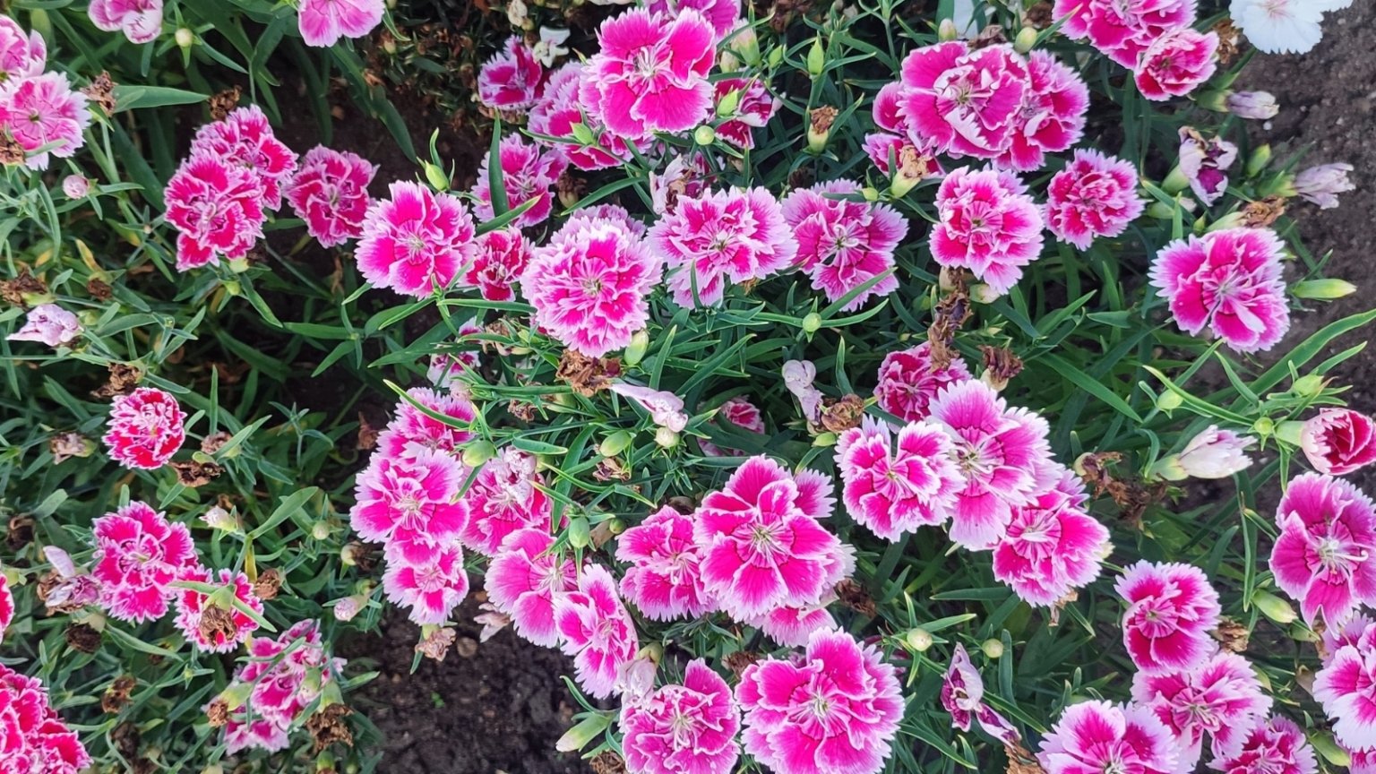 15 Beautiful Carnation Varieties for Your Garden
