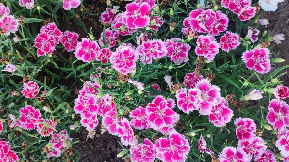 15 Beautiful Carnation Varieties for Your Garden