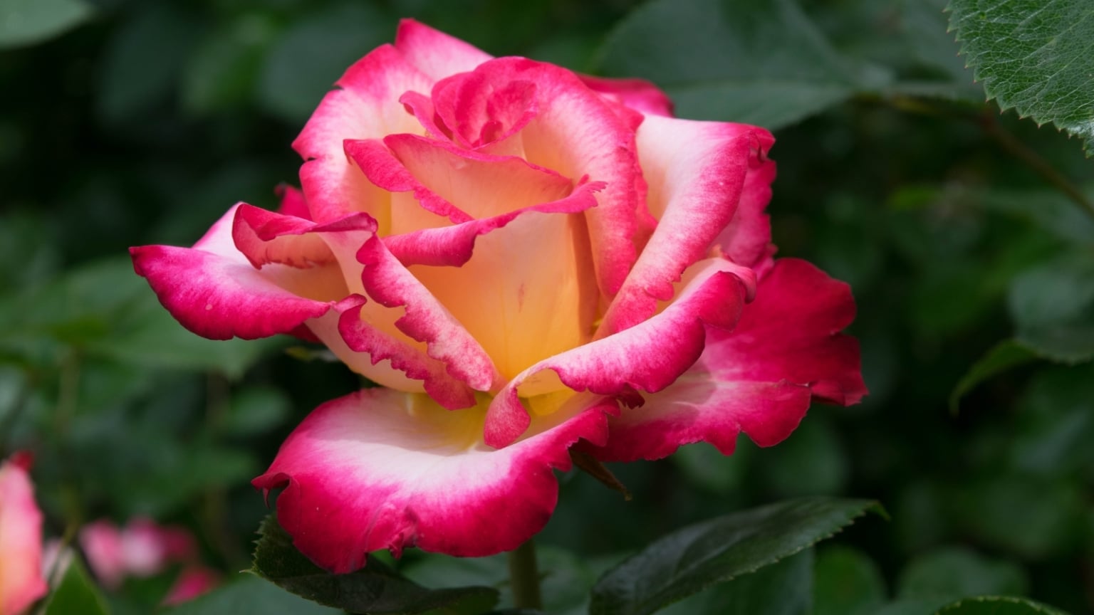 15 Easy Roses That Shine in The Fall