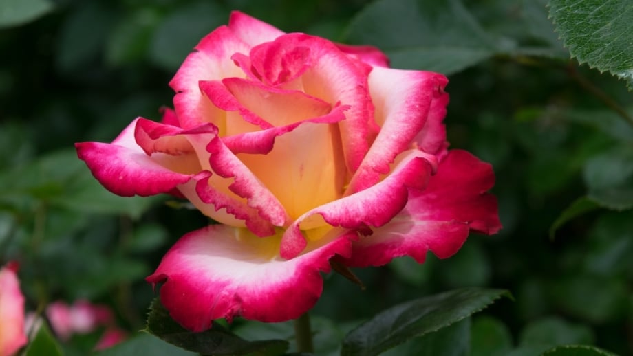 15 Easy Roses That Shine in The Fall
