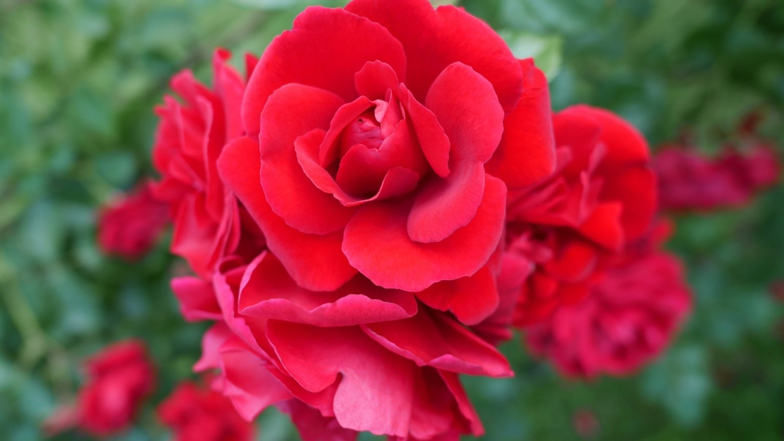 15 Most Popular Roses of All Time