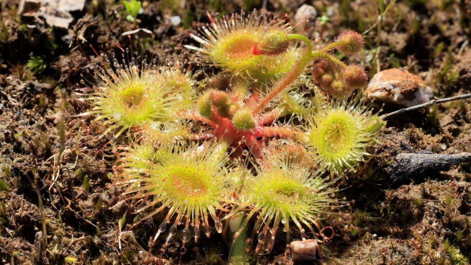 19 Halloween Houseplants That Ooze Creepy Ambiance