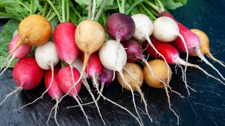 Fall vs. Spring Radishes: Recommended Varieties for Each Season