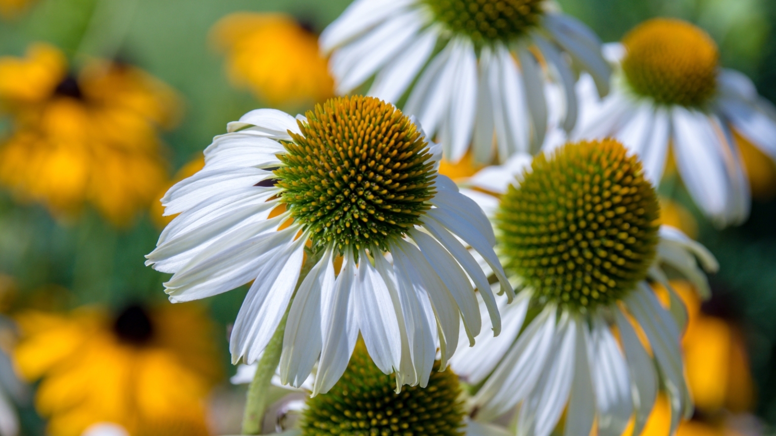 15 Perennials to Direct Sow in Fall