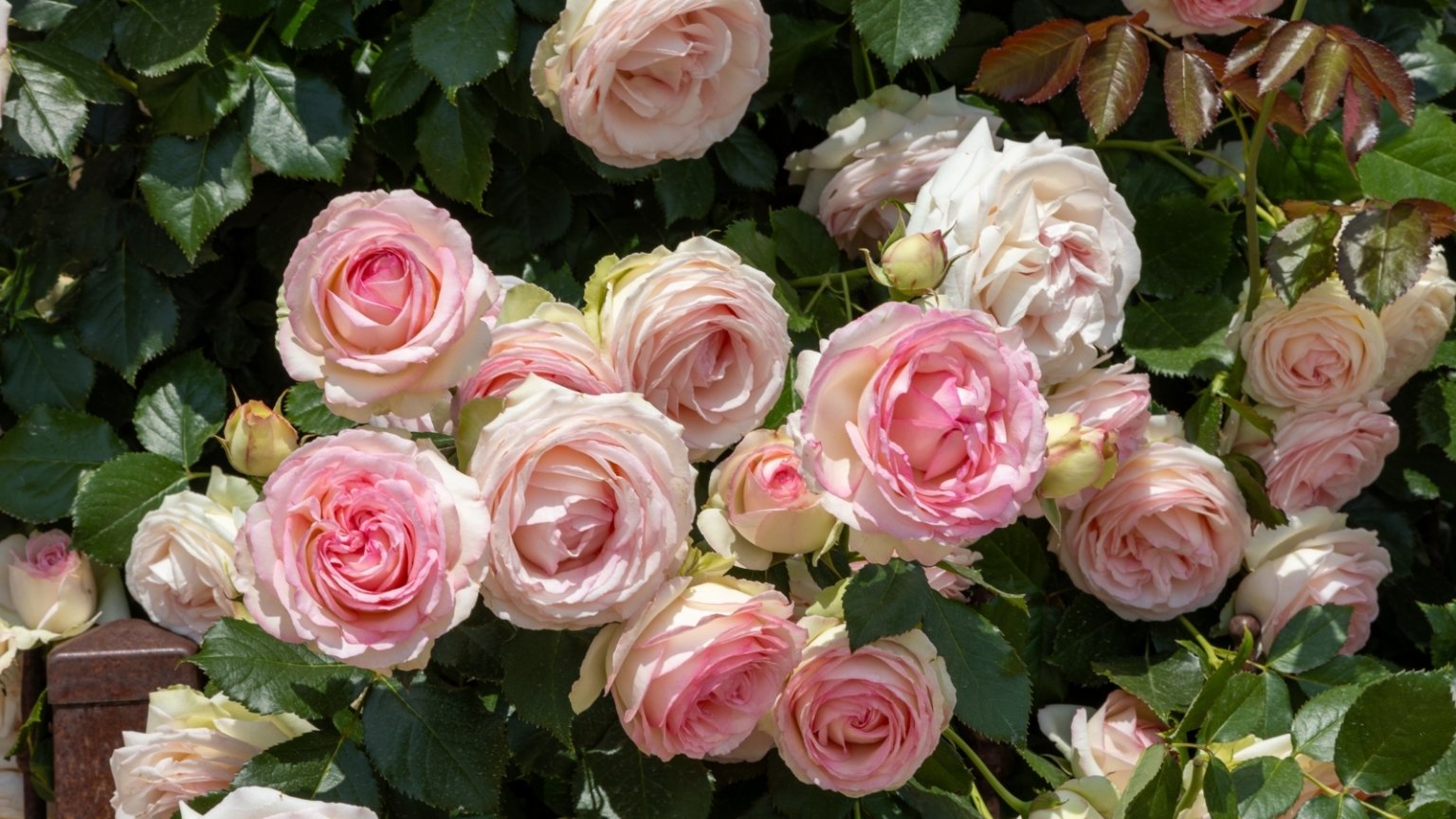 15 Most Popular Roses of All Time