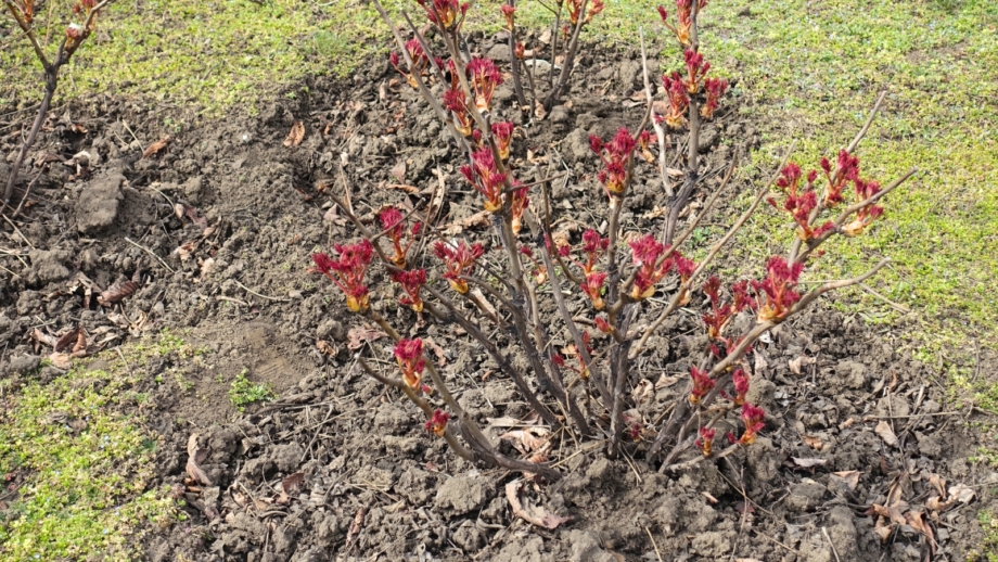 How to Prune Peonies in 7 Steps