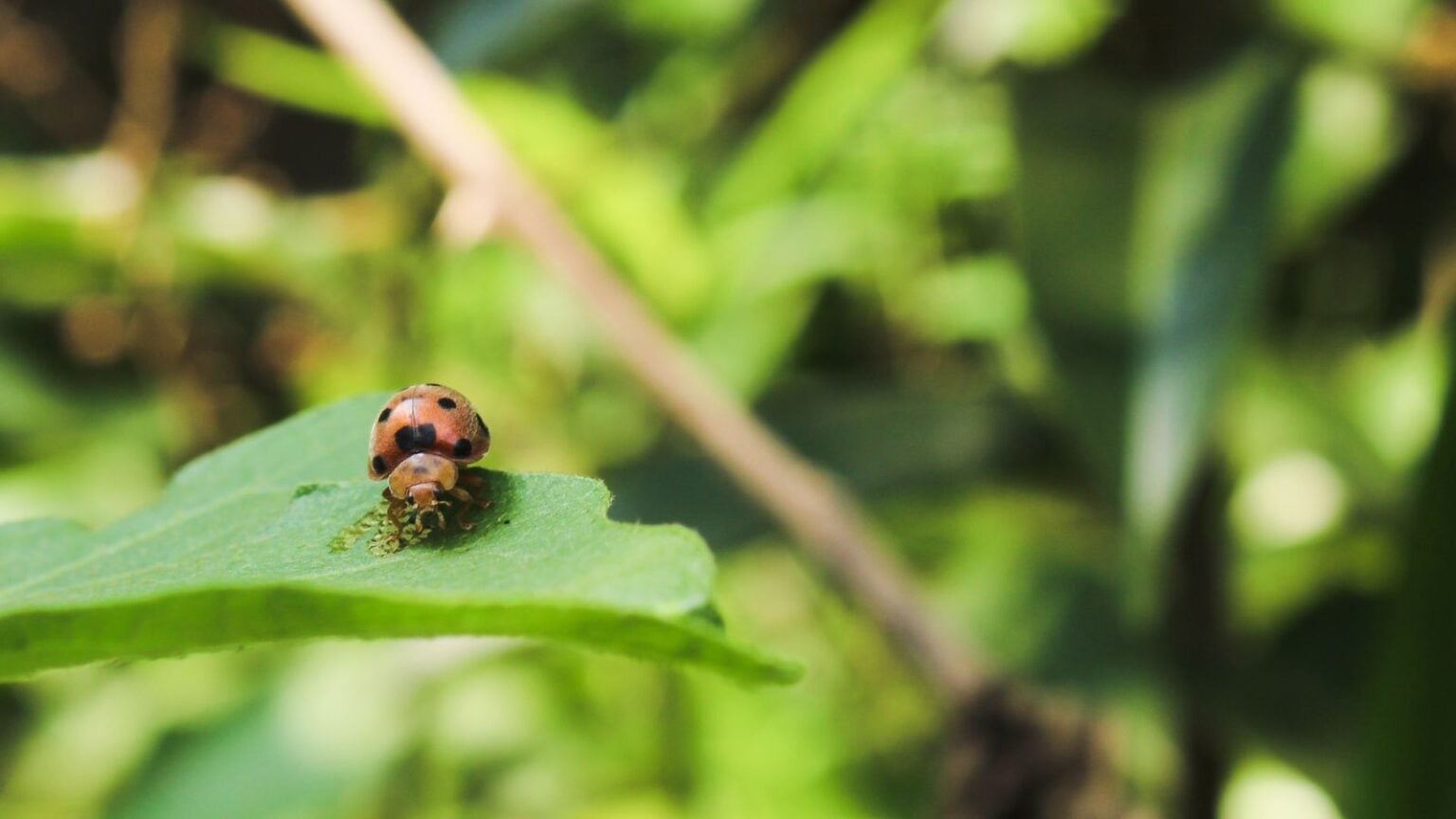 How to Identify and Control Mexican Bean Beetle