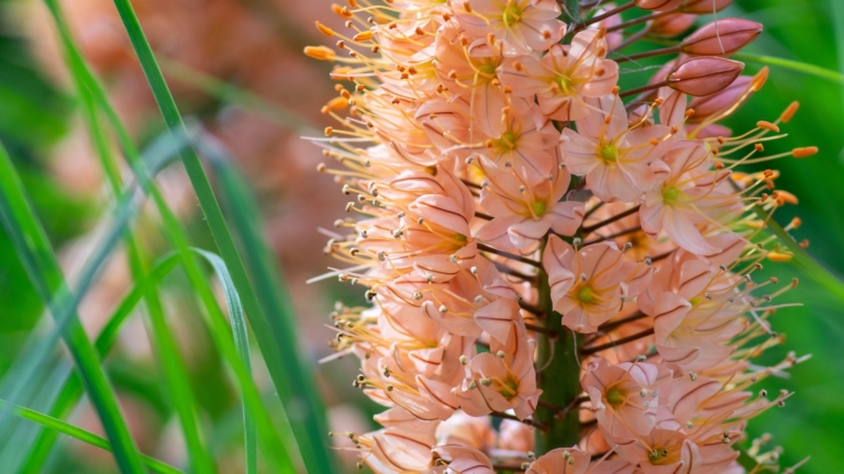23 Unusual Flower Bulbs to Plant This Season