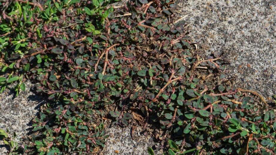 Don't Let These 11 Aggressive Weeds Take Over Your Garden This Fall