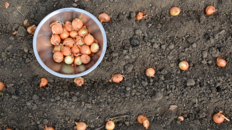 When to Plant Allium Bulbs