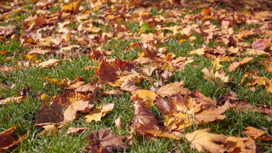 5 Ways You Can Improve Your Garden Soil in November