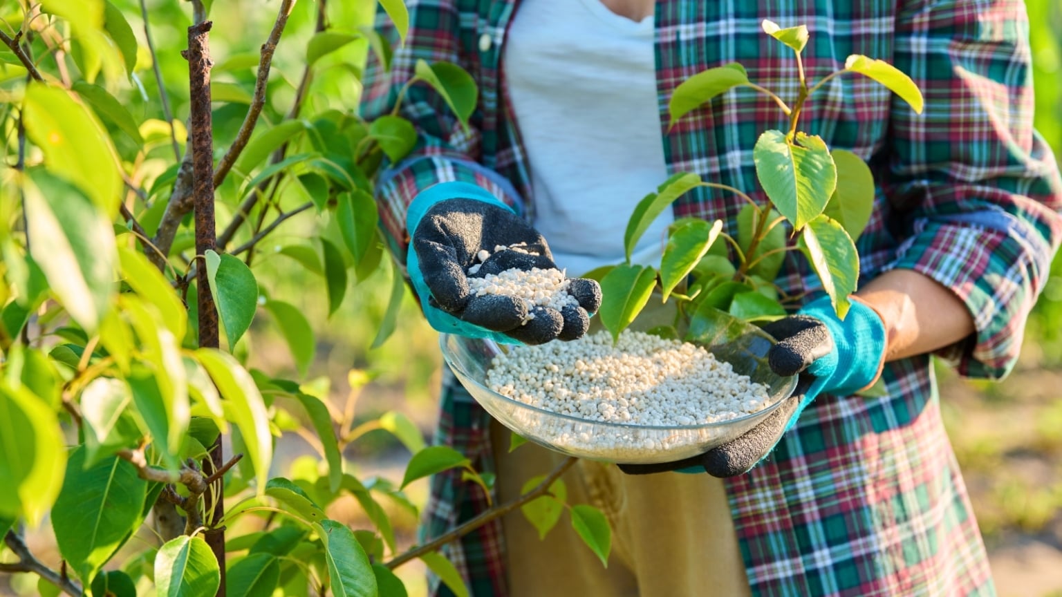 Grow Fruit Trees in Raised Beds: A Step-by-Step Guide