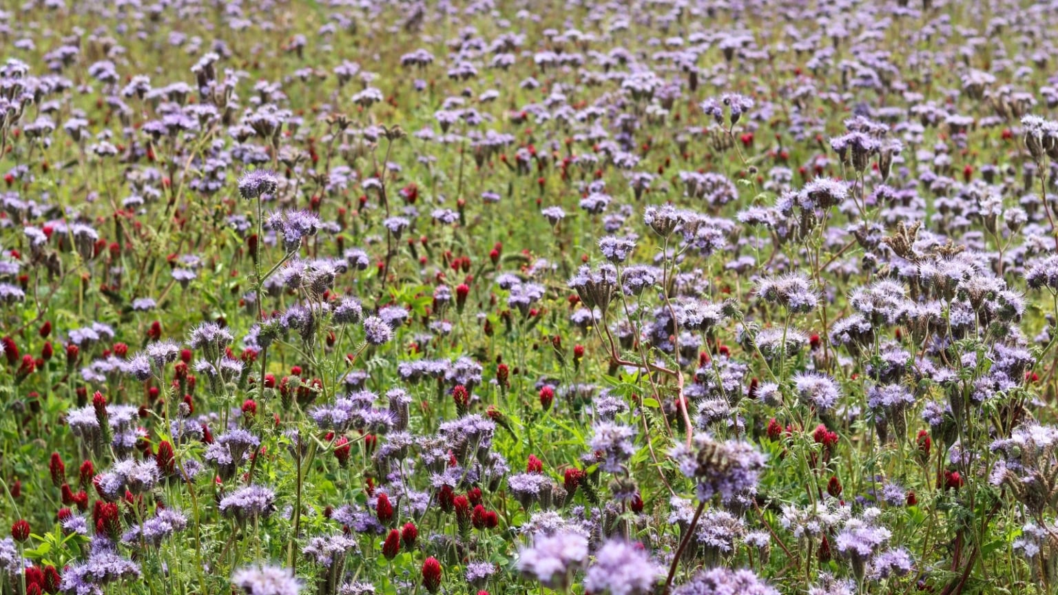 13 Cover Crops You Should Plant in September