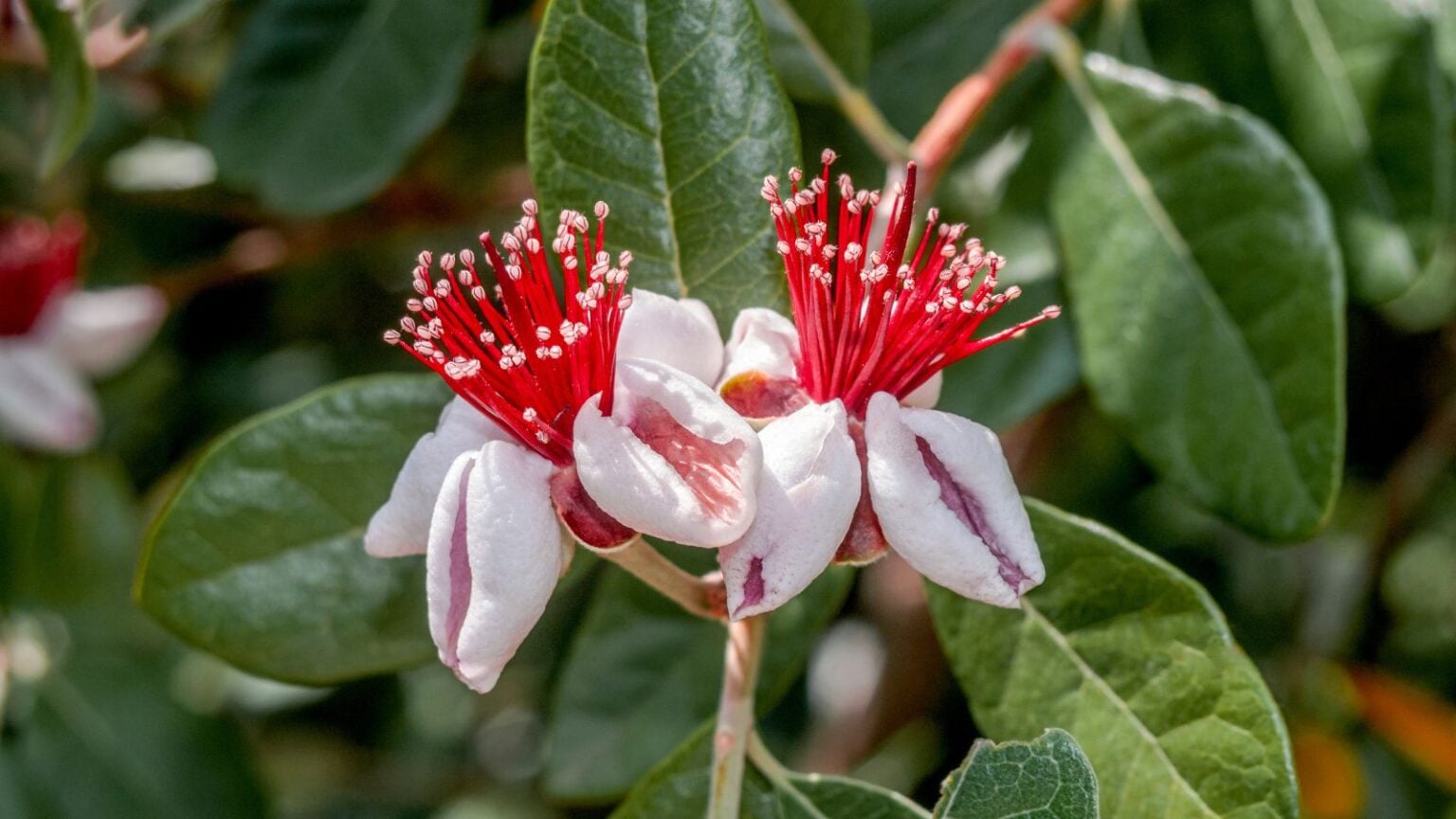 How to Plant, Grow, and Care for Pineapple Guava Tree