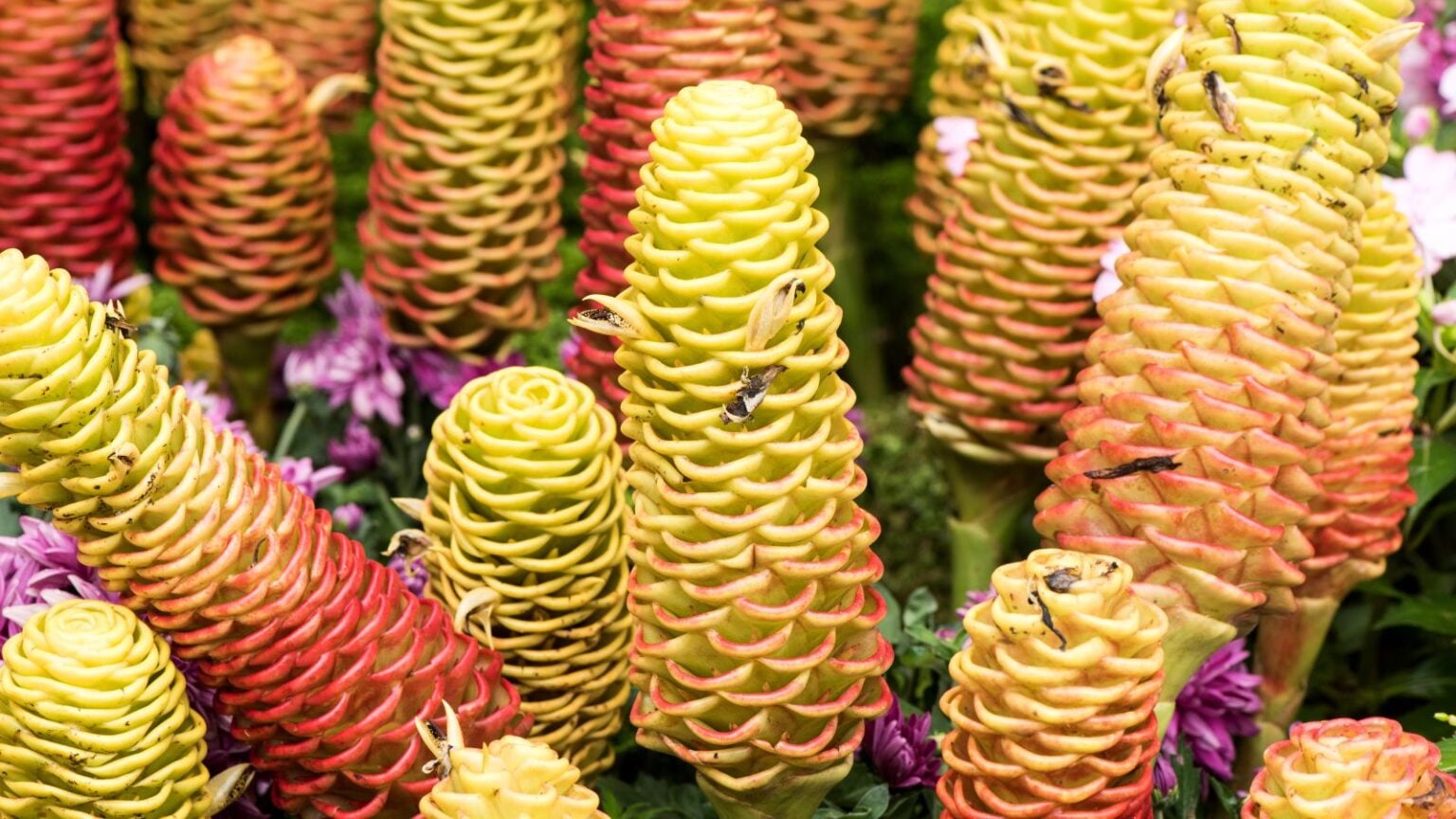 How to Plant, Grow, and Care for Shampoo Ginger