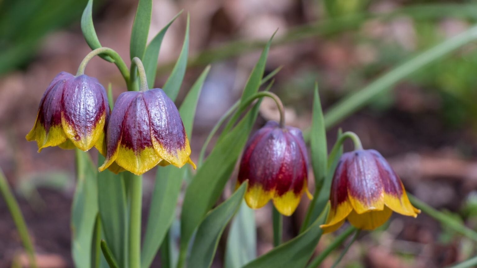 How to Plant, Grow, and Care for Fritillaria Flowers