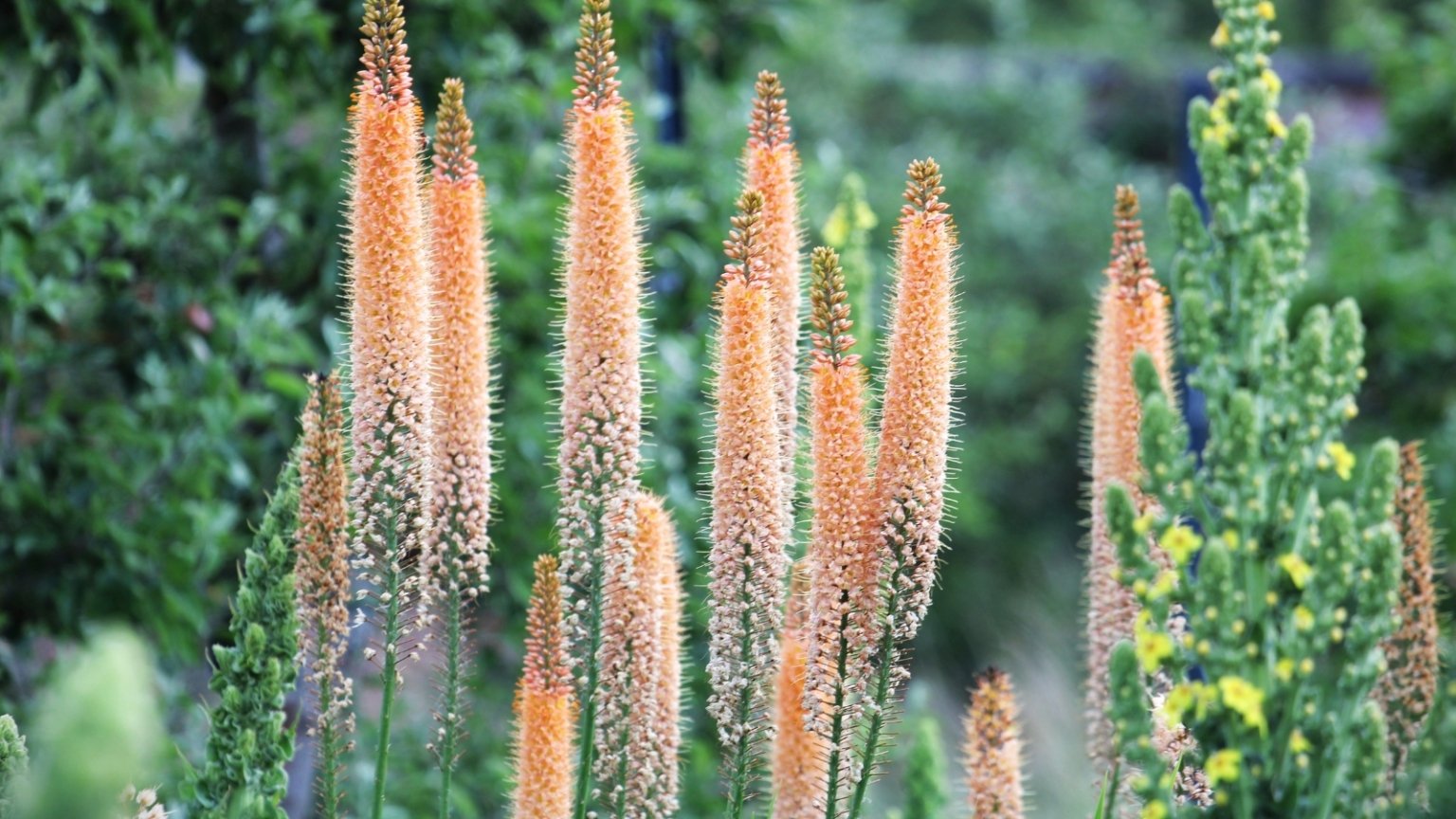 21 Longest-Flowering Bulbs to Plant This Season