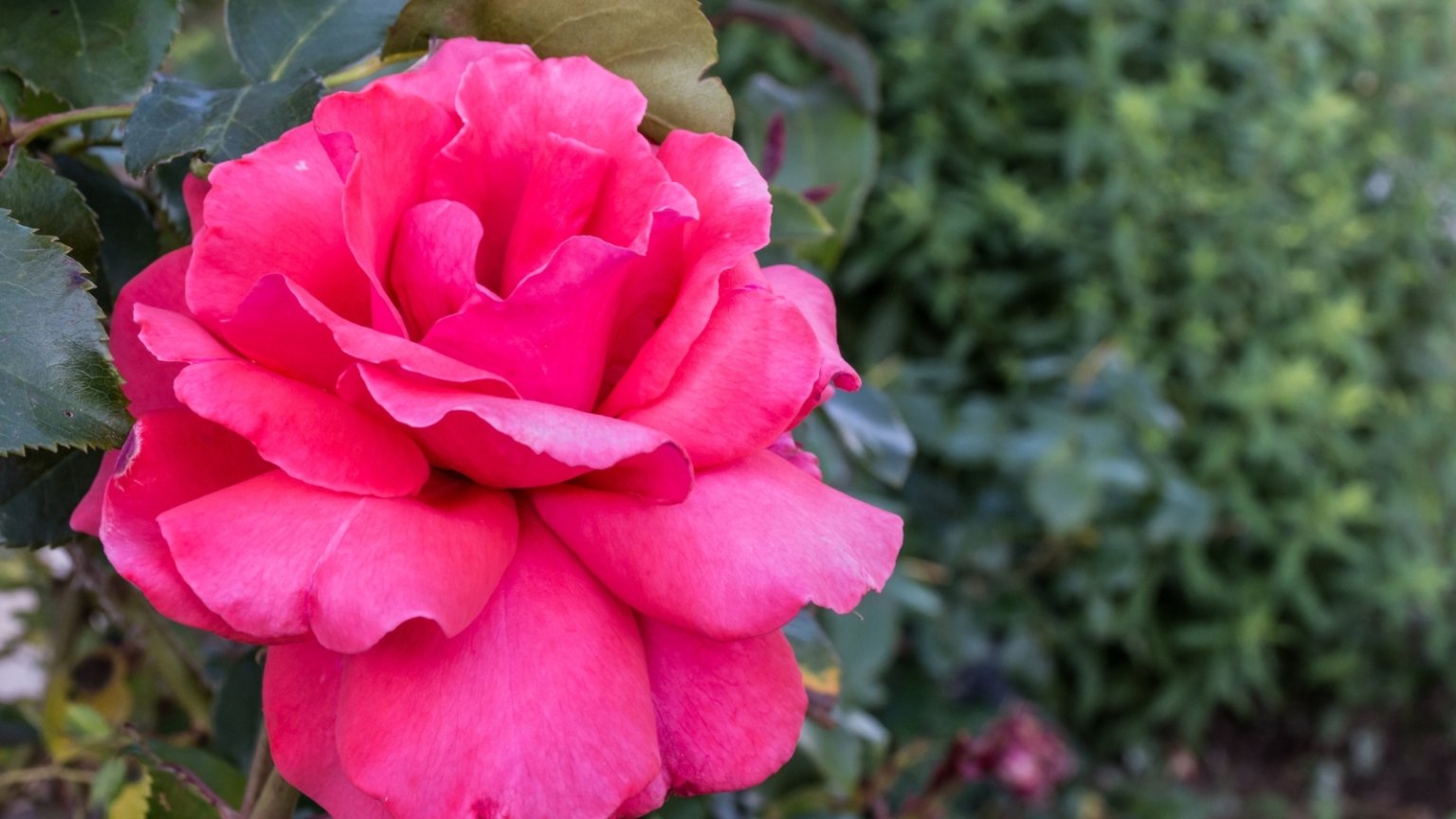 15 Most Popular Roses of All Time
