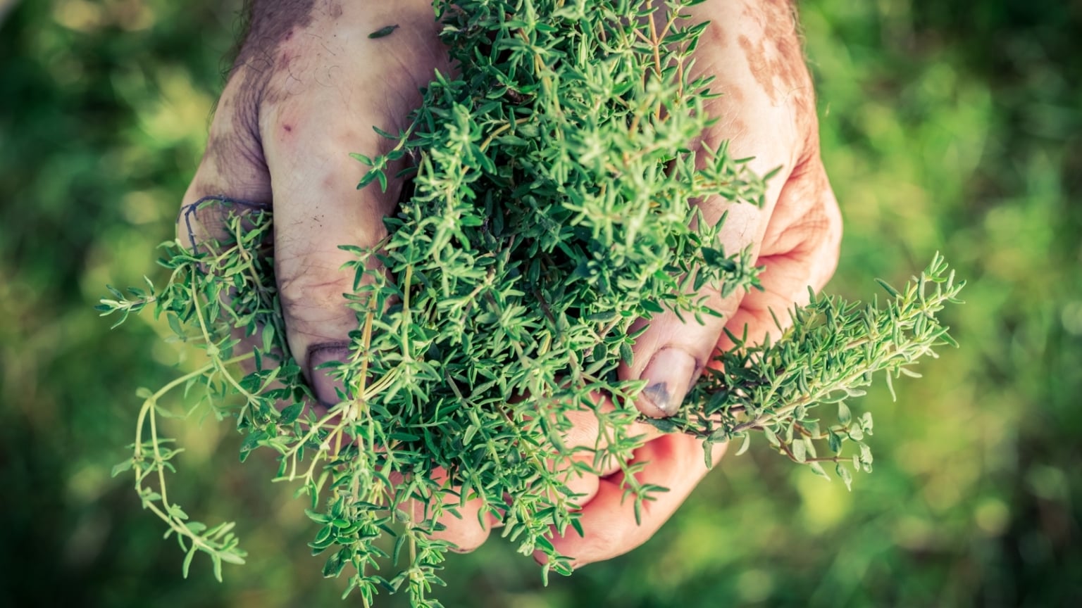 How To Harvest and Store Thyme