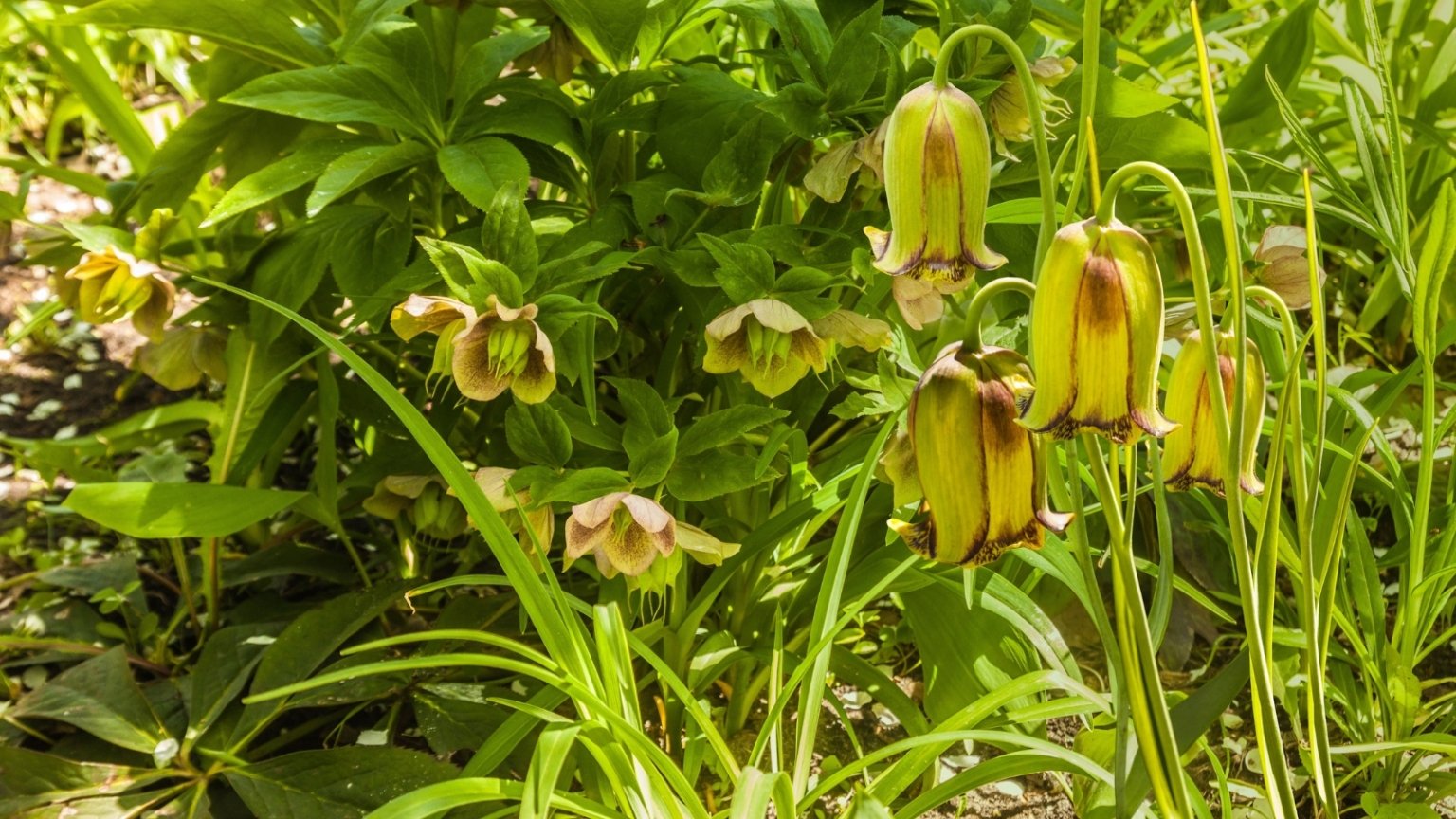 17 Fritillaria Varieties to Plant This Season