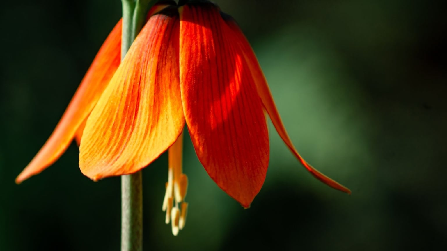 How to Plant, Grow, and Care for Fritillaria Flowers