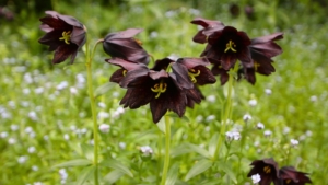 17 Fritillaria Varieties to Plant This Season