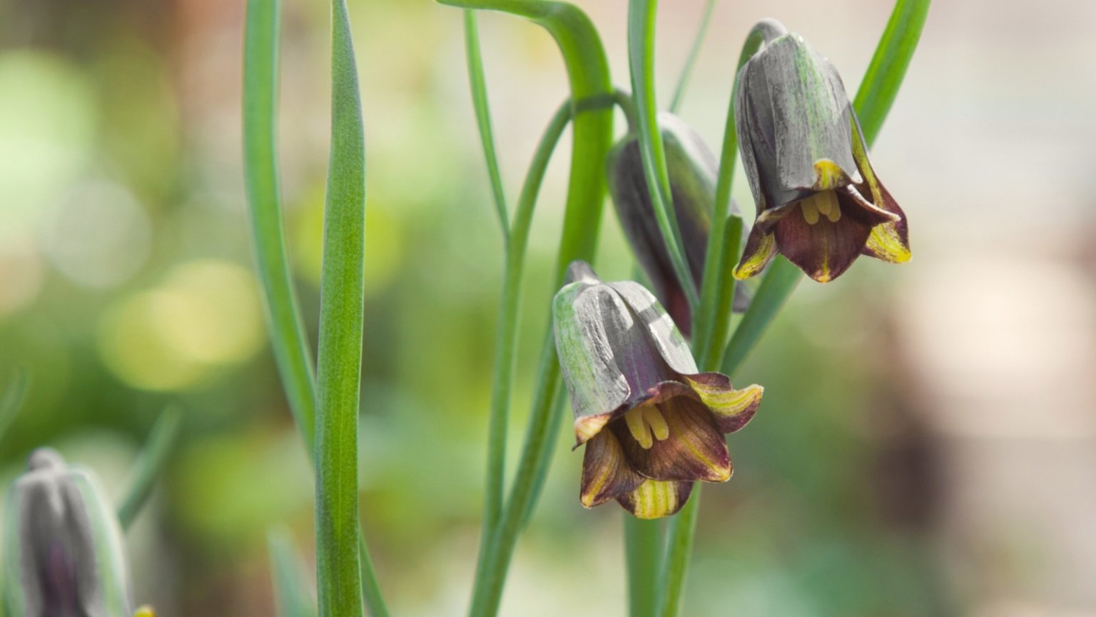 17 Fritillaria Varieties to Plant This Season