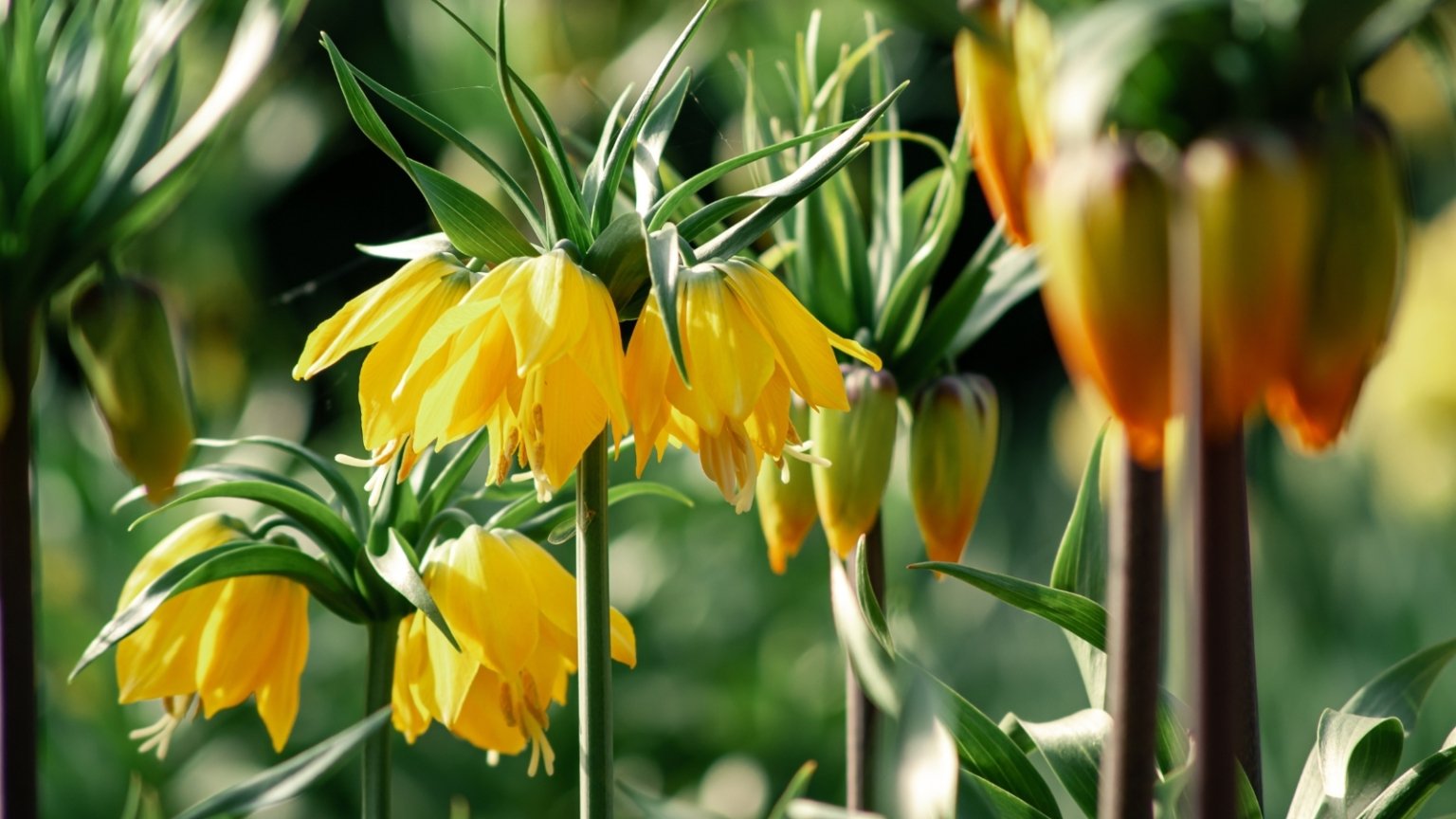 17 Fritillaria Varieties to Plant This Season