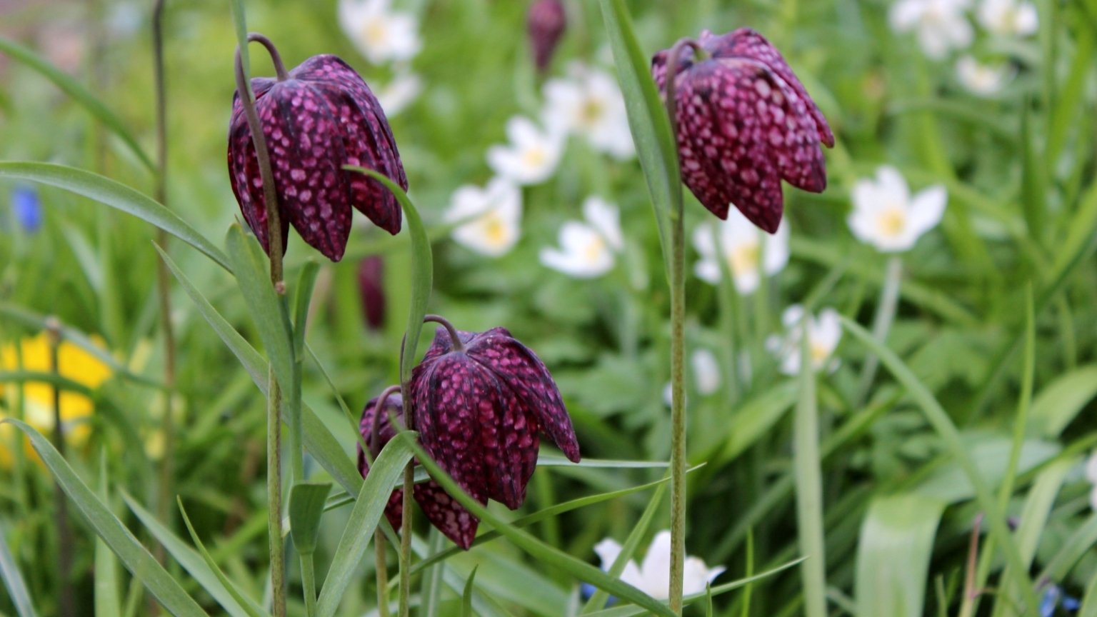 17 Fritillaria Varieties to Plant This Season