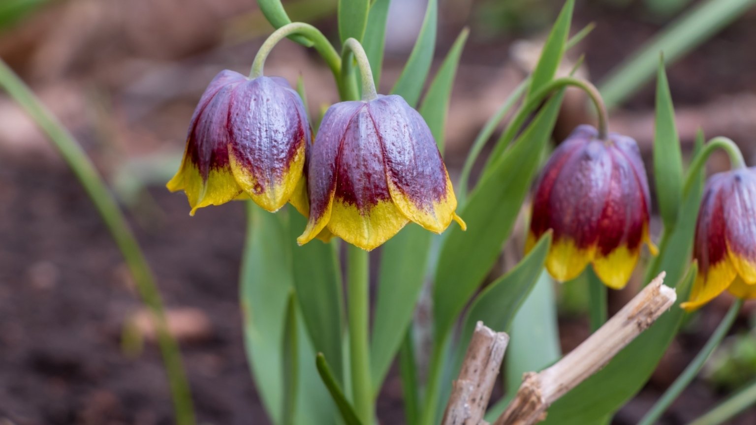 17 Fritillaria Varieties to Plant This Season