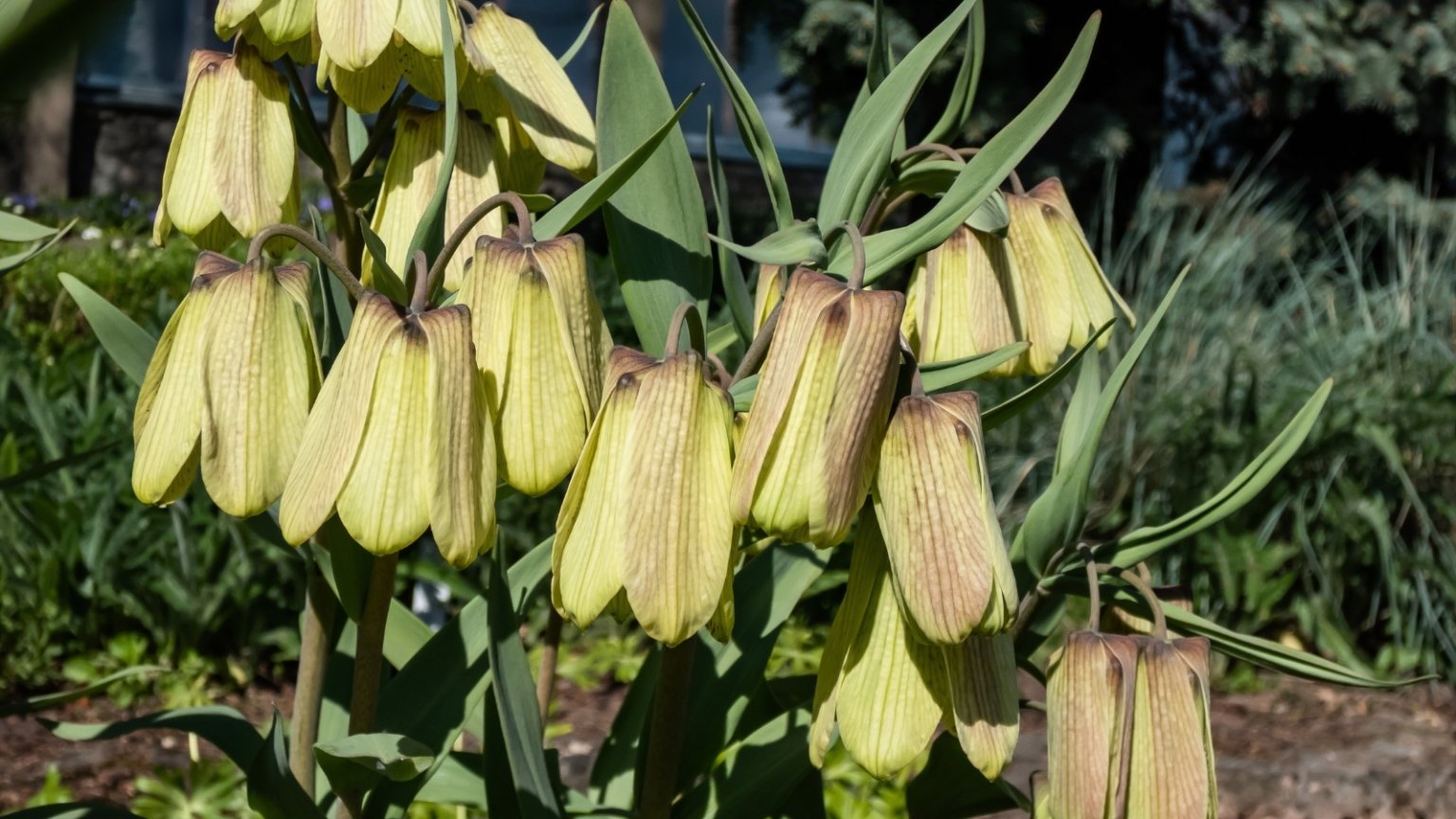 17 Fritillaria Varieties to Plant This Season