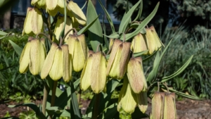 17 Fritillaria Varieties to Plant This Season