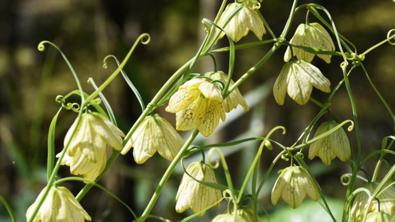 17 Fritillaria Varieties to Plant This Season