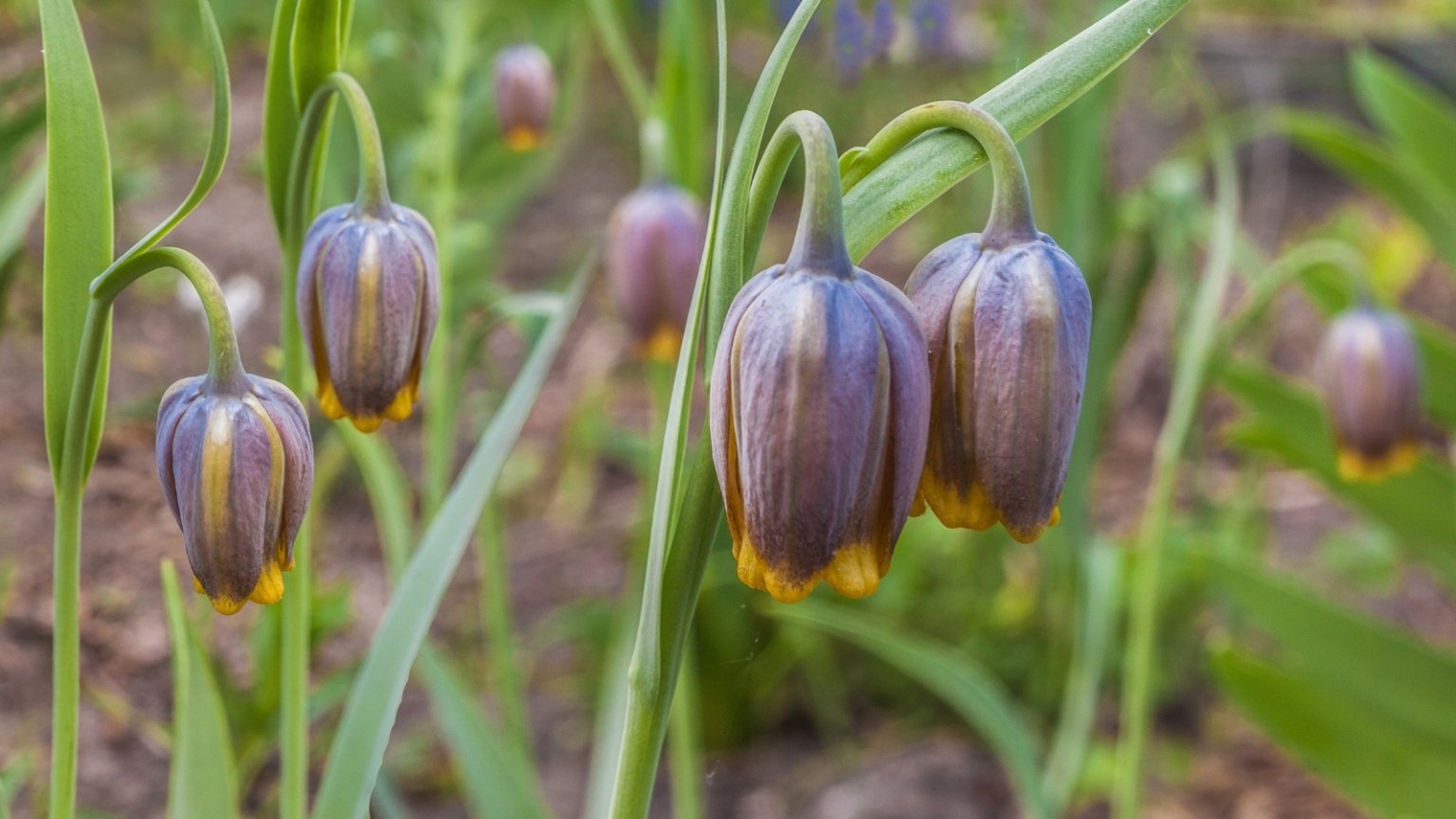 17 Fritillaria Varieties to Plant This Season