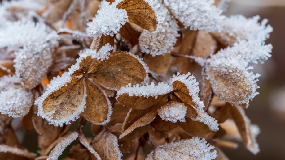 7 Signs It's Time to Transplant Your Hydrangea