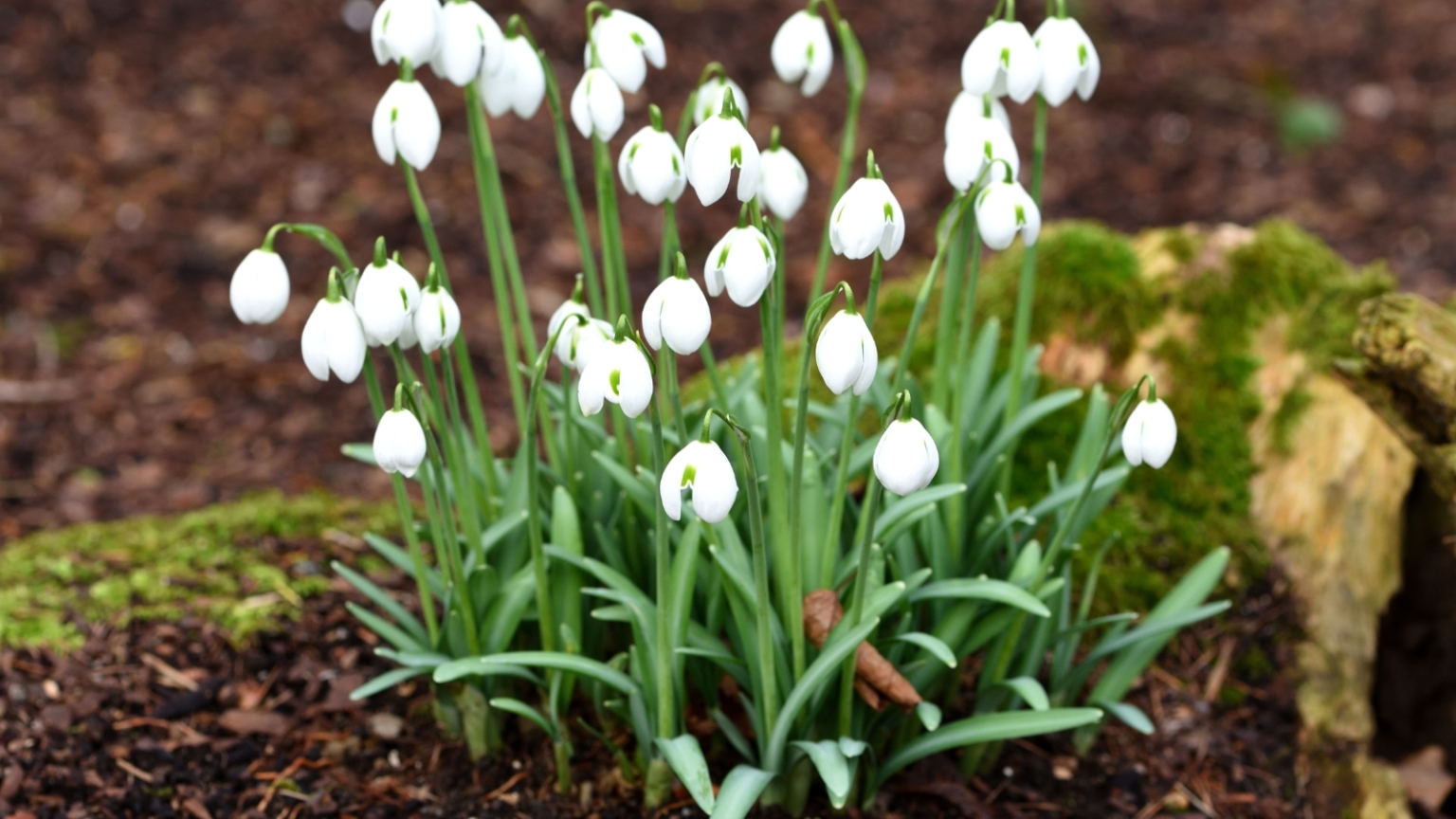 Plant These 15 Bulbs in October for a Beautiful Spring Garden